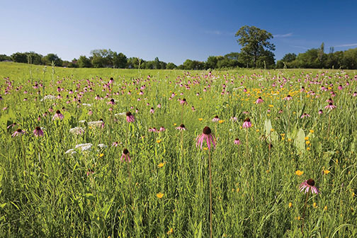 The Importance of Prairies with Prairie Restoration - KVSC 88.1 FM