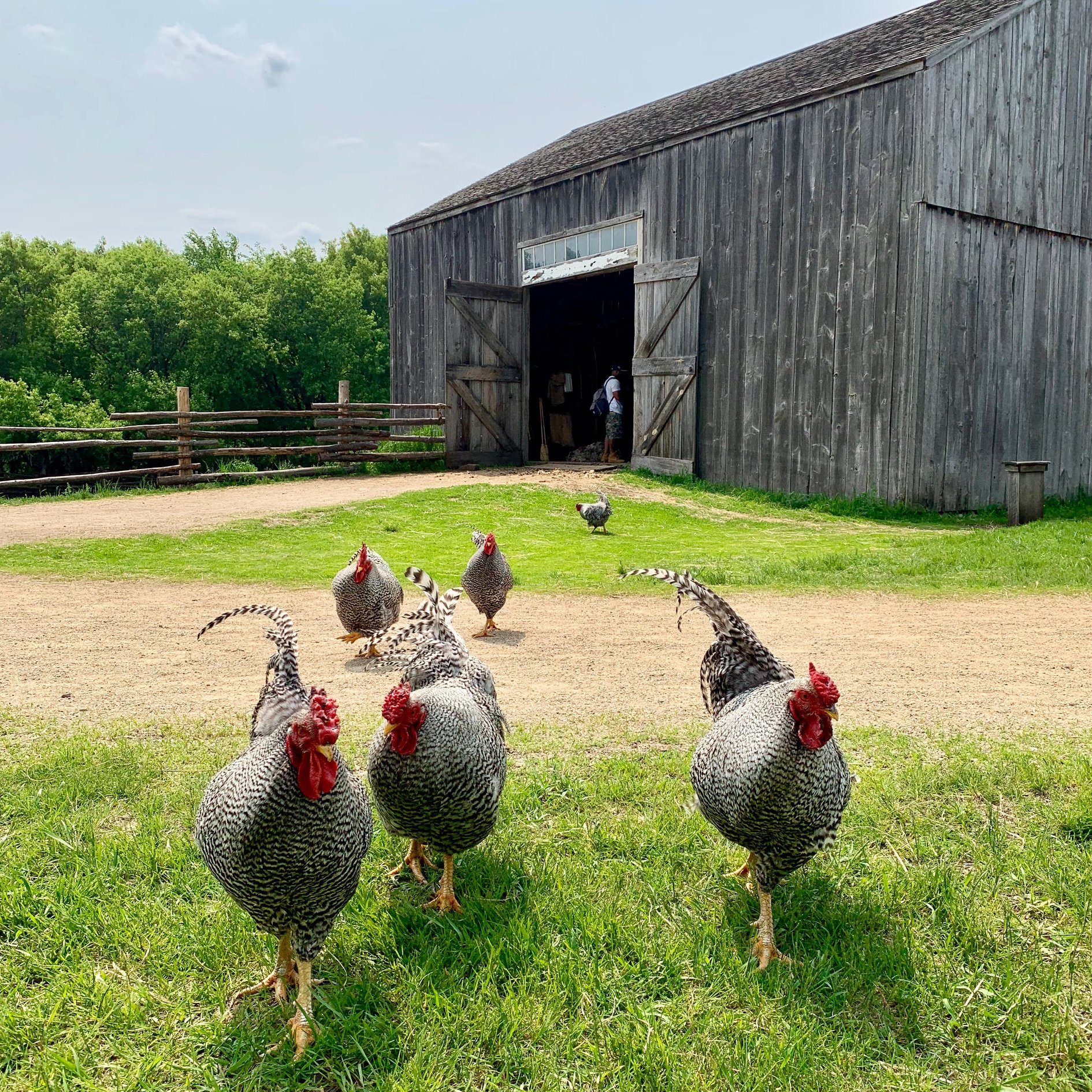 Oliver Kelly Farm Ready to Re-Open for Saturday Programs in Fall - KVSC ...