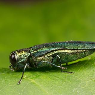 Emerald Ash Borer Fount in McLeod County - KVSC 88.1 FM
